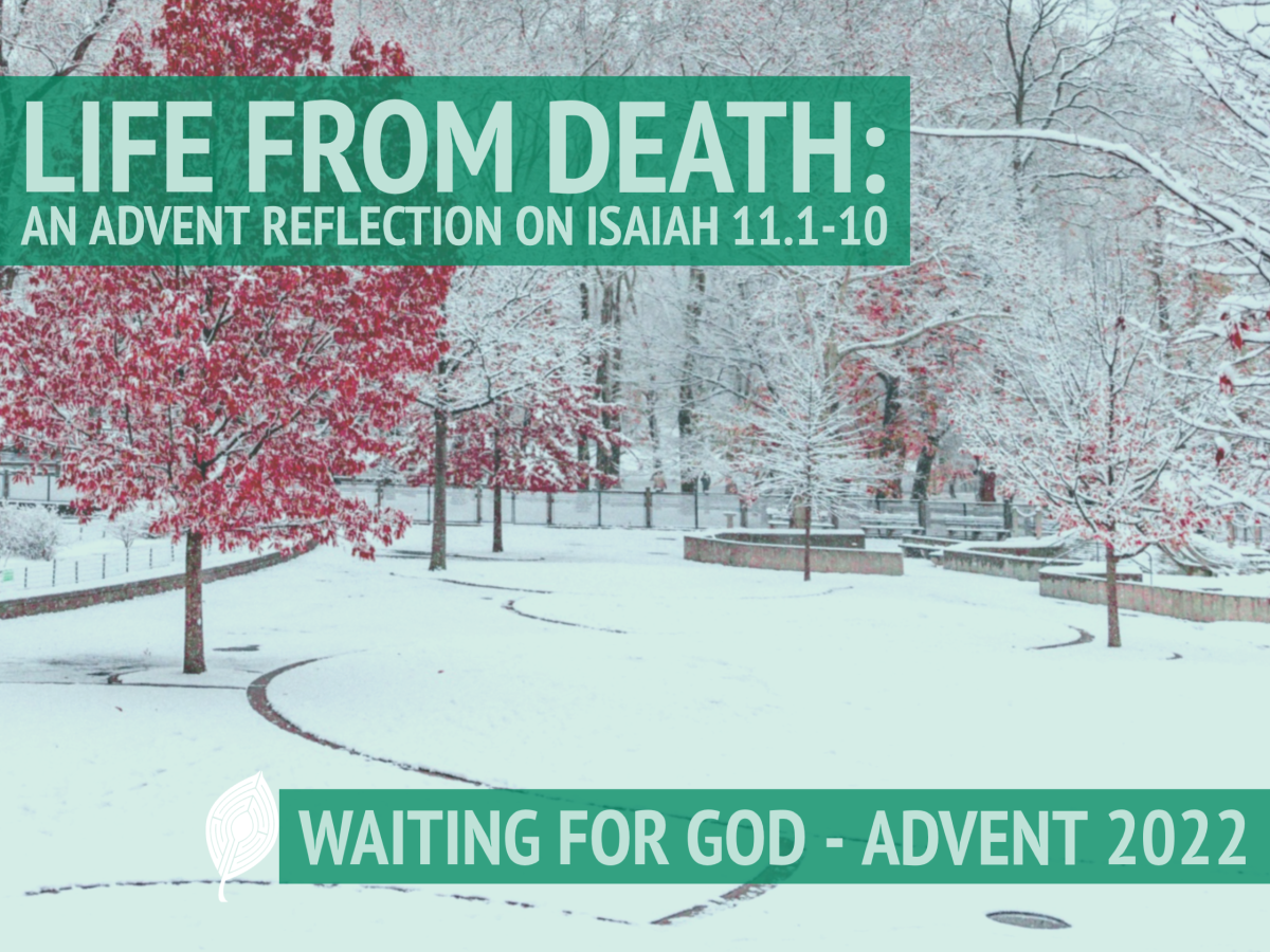 Life from Death: An Advent Reflection on Isaiah 11.1-10 – Matthew Root